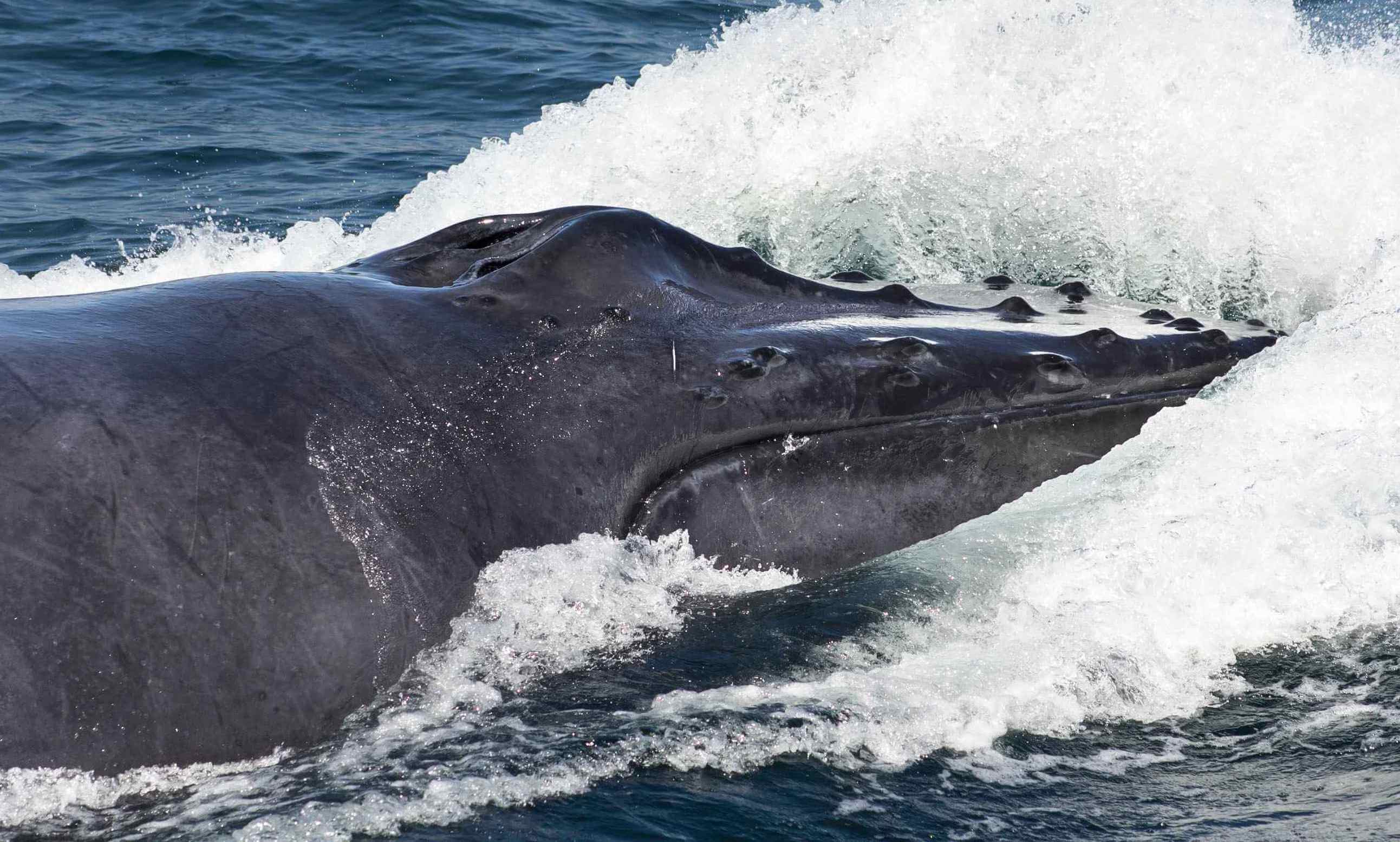 Moto Marina | Whale Watching