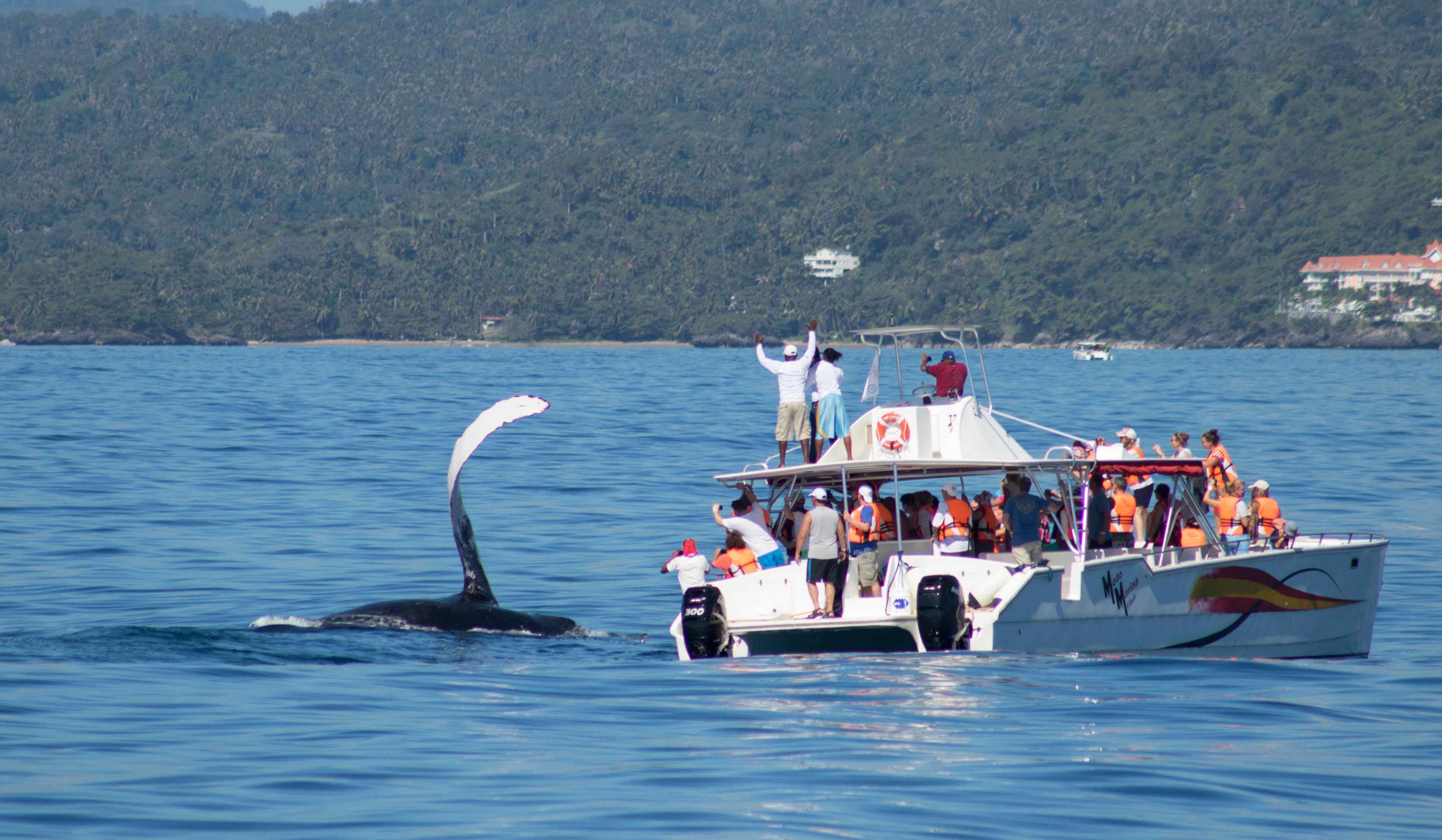 Moto Marina | Whale Watching