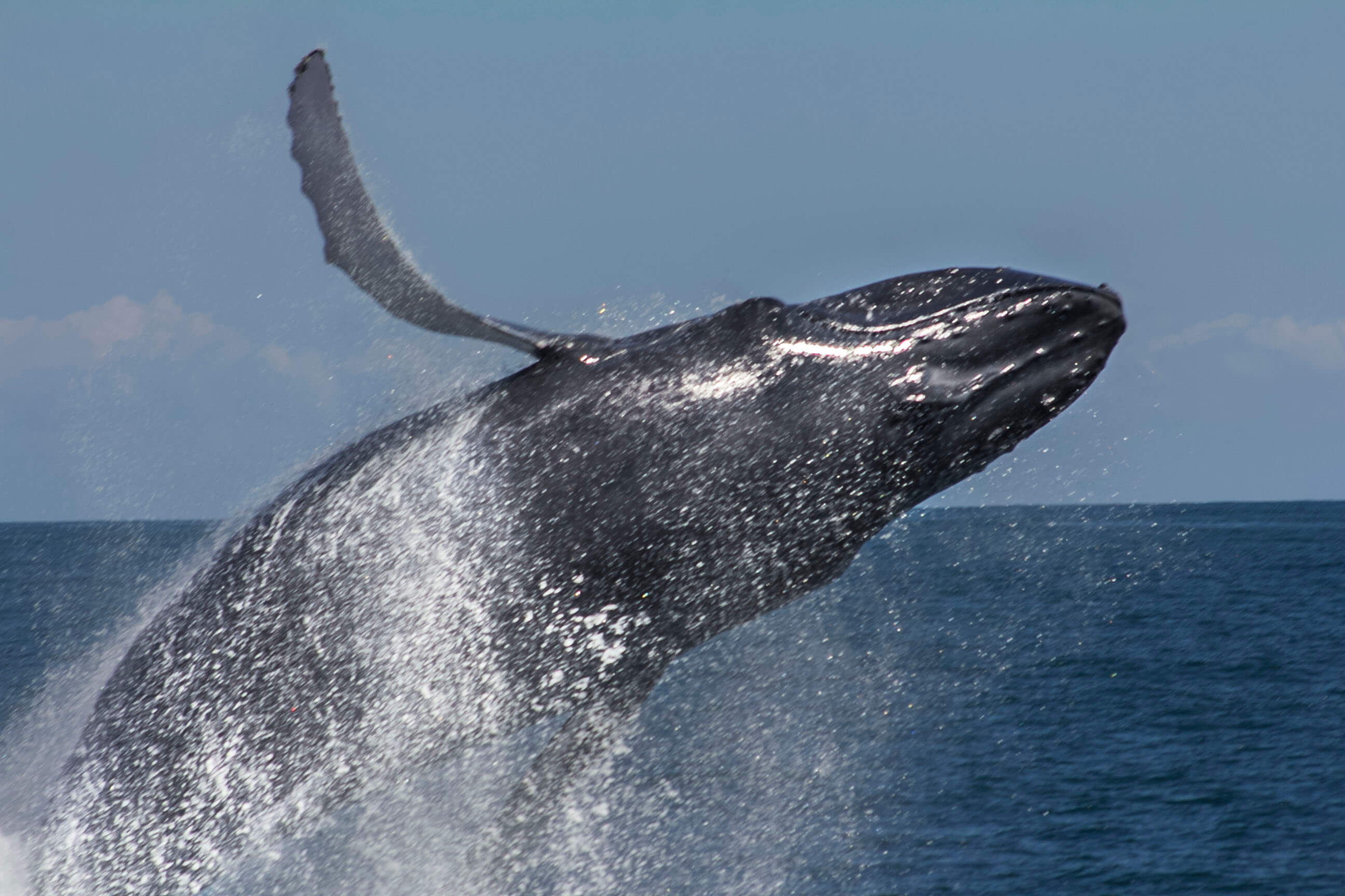 Moto Marina | Whale Watching